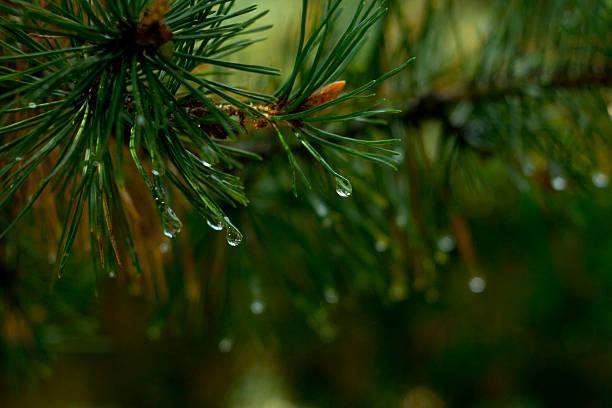 Borove iglice – ljekovitost i upotreba - domacin.ba